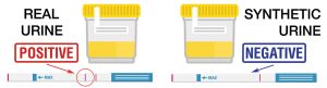 4 Best Synthetic Urine Kits In 2025: Which Ones Work Best?